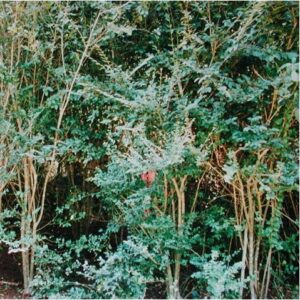 Do Not Plant List - Kauai Invasive Species Committee (KISC)