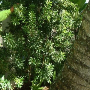 Plant Early Detection Program - Kauai Invasive Species Committee (KISC)