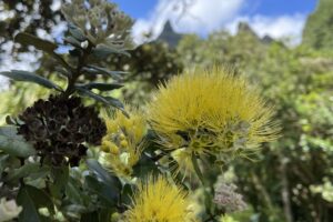 Invasive Informant: ʻŌhiʻa Lehua Phenology - Kauai Invasive Species ...