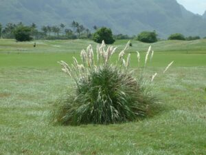 Pampas Grass - Kauai Invasive Species Committee (KISC)