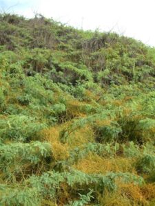 Long-thorn Kiawe - Kauai Invasive Species Committee (KISC)