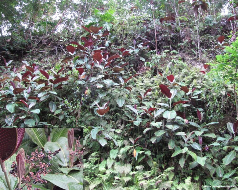 Managing Miconia - Kauai Invasive Species Committee (KISC)