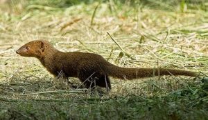 Mongoose - Kauai Invasive Species Committee (KISC)