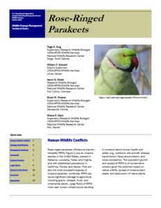 Rose-ringed Parakeet - Kauai Invasive Species Committee (KISC)