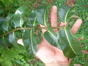 Rubbervine - Kauai Invasive Species Committee (KISC)