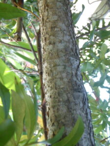 Wax Myrtle - Kauai Invasive Species Committee (KISC)