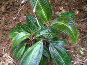 Miconia - Kauai Invasive Species Committee (KISC)
